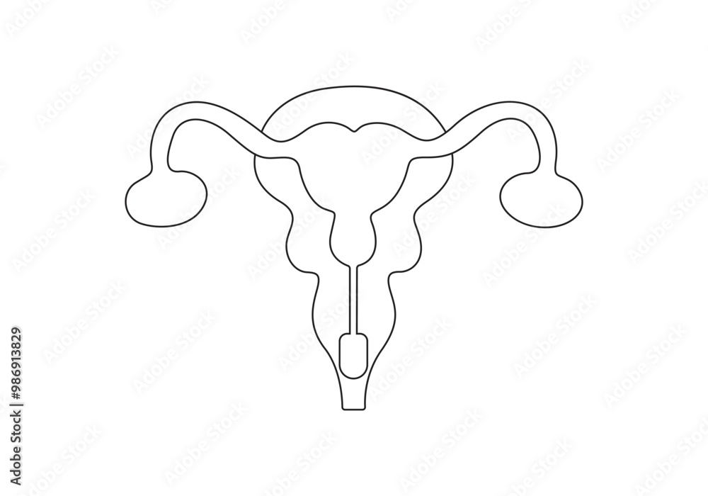 Female reproductive uterus of continuous one line drawing. Isolated on ...