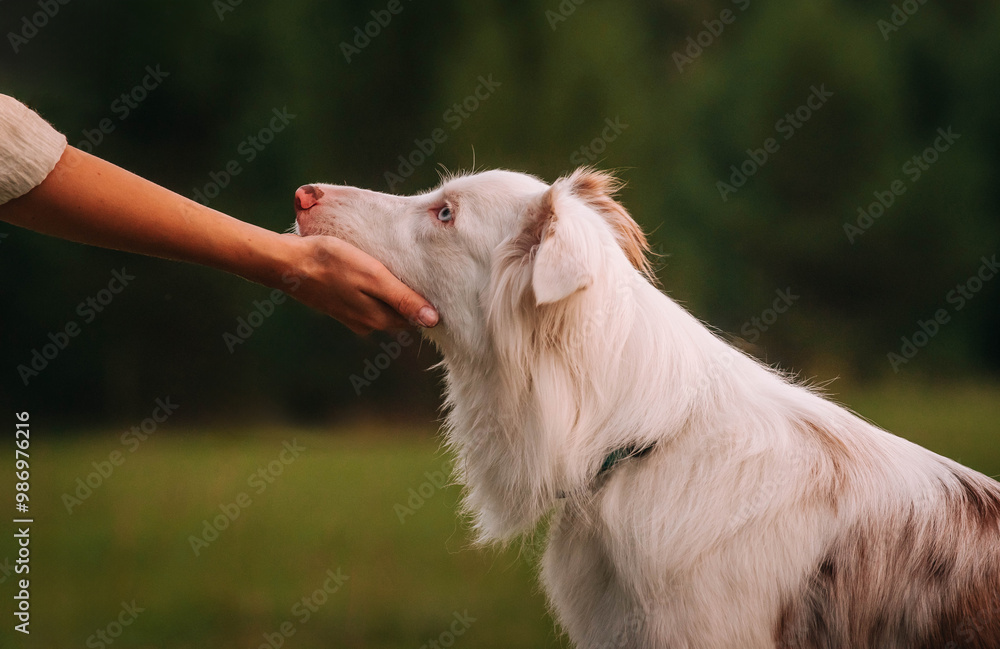 beautiful dog australian shepherd red merle resting his head on the ...