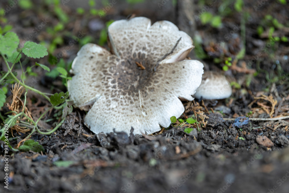 Agaricus bisporus, commonly known as the white button mushroom, is a ...