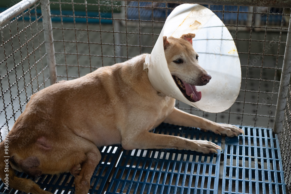 Brown dog wearing a medical cone resting in a cage at an animal shelter ...