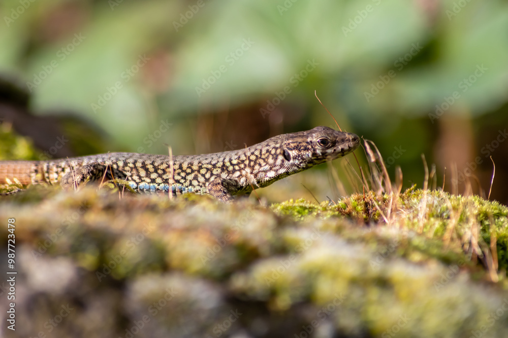 Shy Lizard on the hunt for insects on a hot volcano rock warming up in ...