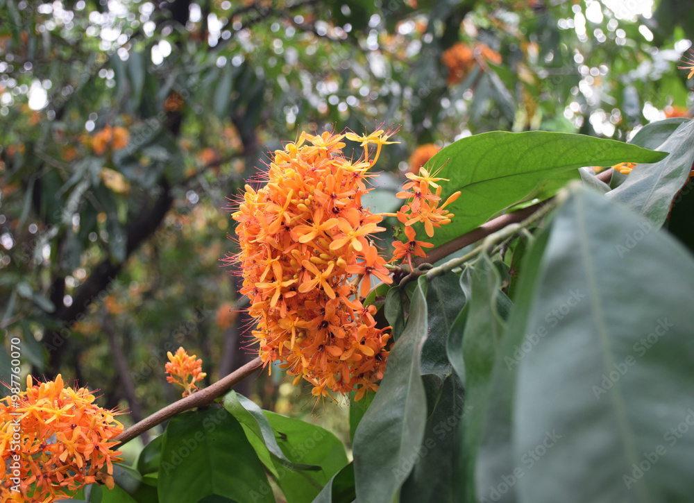 Ashoka flowers (Saraca indica L.), also known as the Sorrowless tree ...