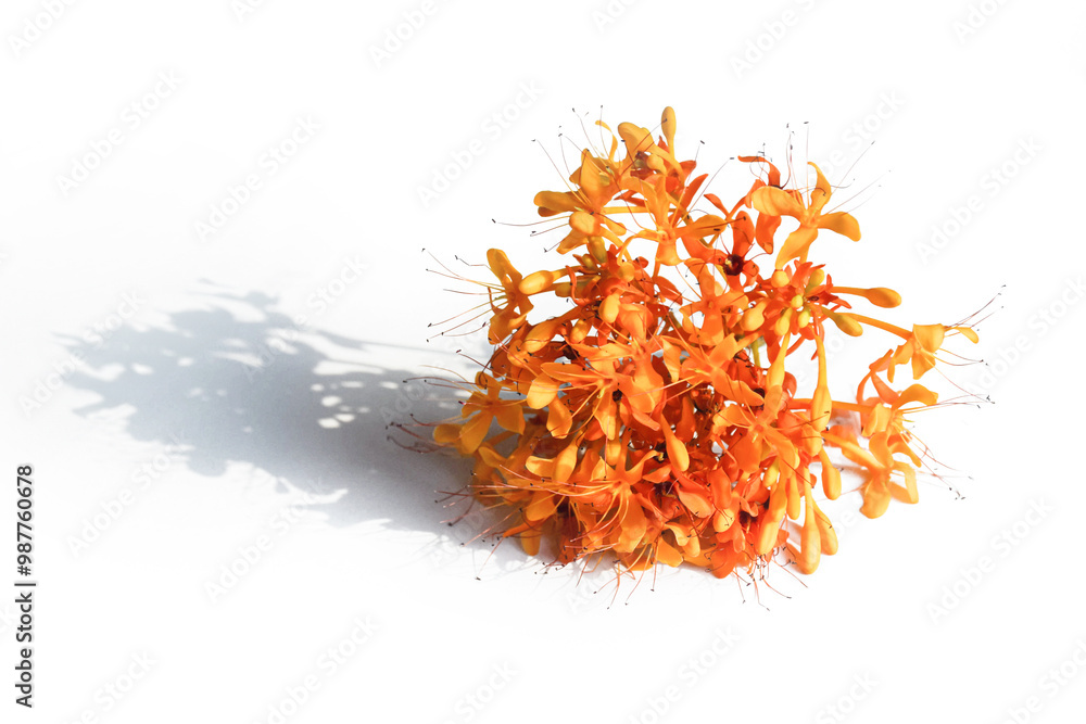 Ashoka flowers (Saraca indica L.), also known as the Sorrowless tree ...