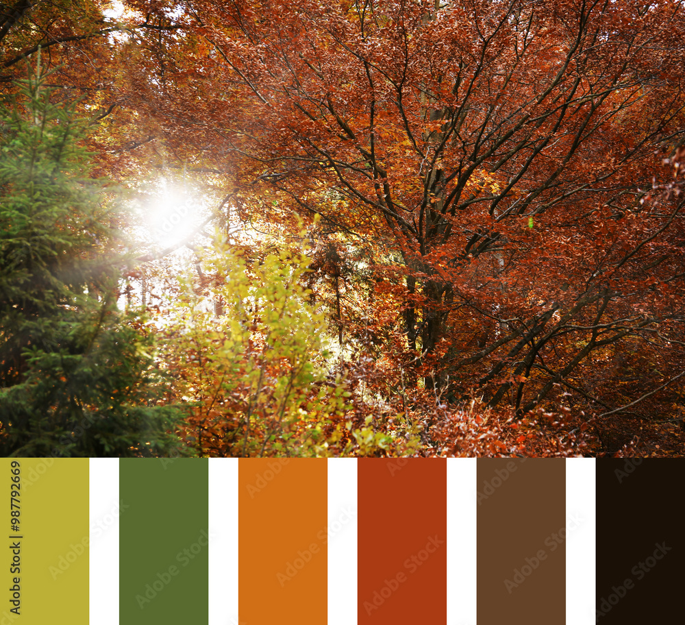 Shades of fall. Picture of beautiful trees in autumn and matching color ...