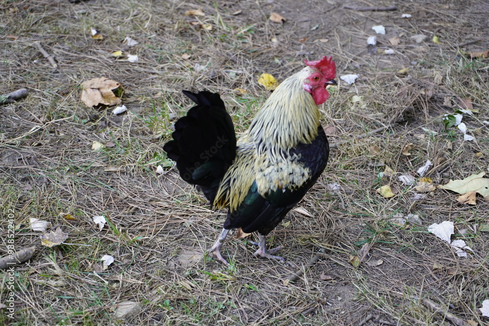 The Serama (Malay: Ayam Serama), also called the Malaysian Serama, is a ...