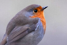 European Robin Bird Portrait Photo Free Stock Photo - Public Domain ...