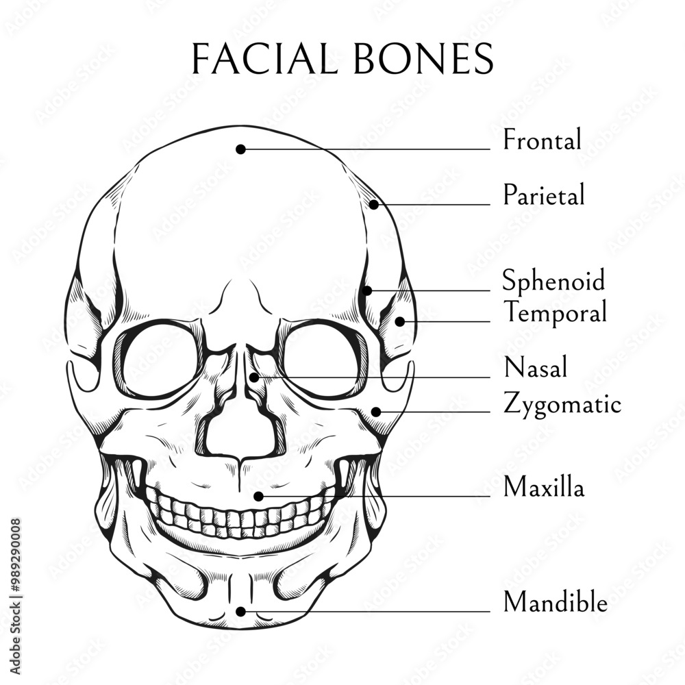Hand drawn facial bones. Human skull sketch. Medical educational banner ...