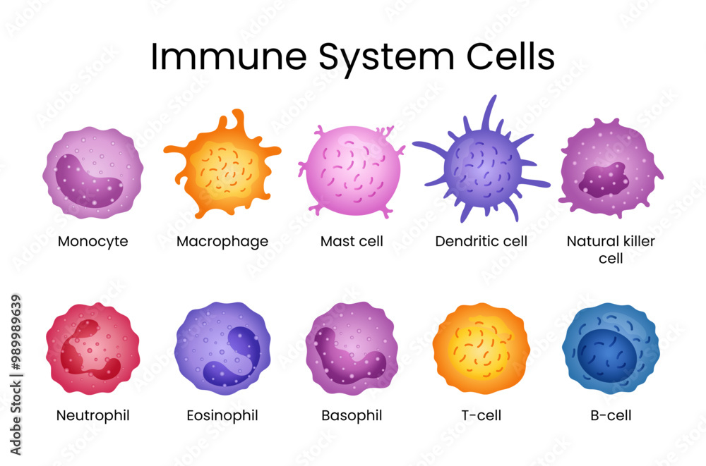 Mapping Immune Cell Types and Traits Stock Vector | Adobe Stock Mapping Immune Cell Types and Traits Stock Vector | Adobe Stock