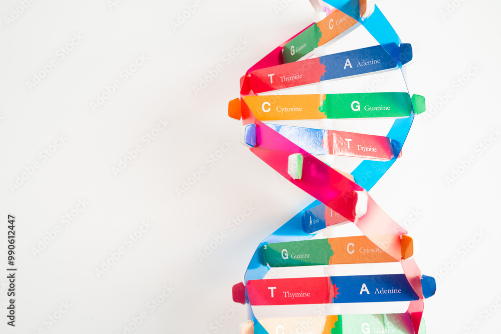DNA or Deoxyribonucleic acid is a double helix chains structure formed ...
