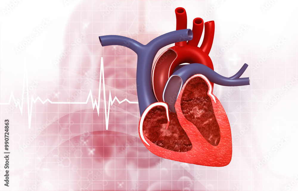 Human heart cross section anatomy on medical background. 3d ...