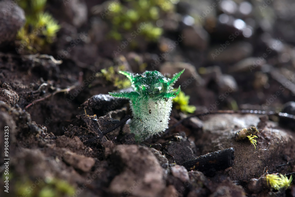 Thismia Thaithongiana (Dioscoreaceae: Thismieae), a new species of ...