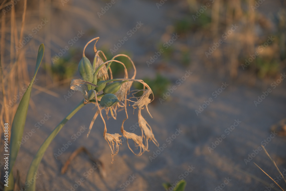 Sand lily or Sea daffodil closeup view. Pancratium maritimum, wild ...