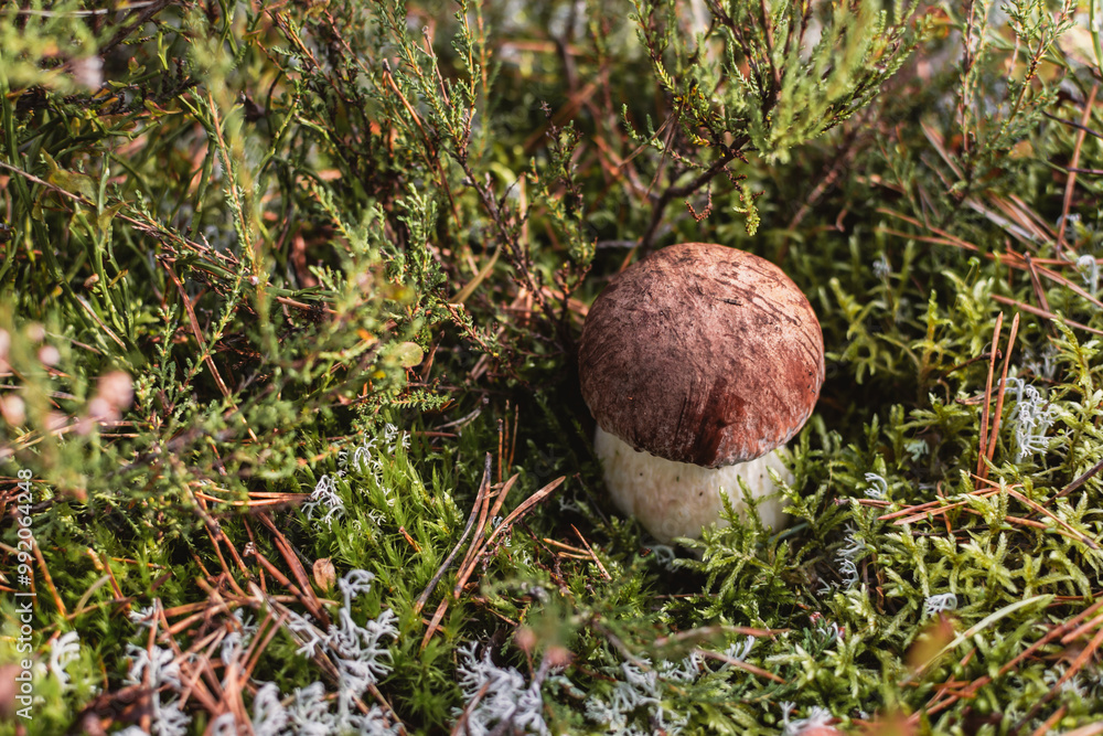 Single mushroom Boletus pinophilus, commonly known as the pine bolete ...