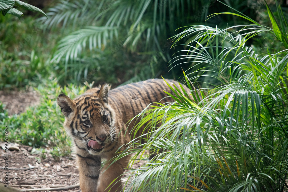 At four months of age tiger cubs are about the size of a medium-sized ...