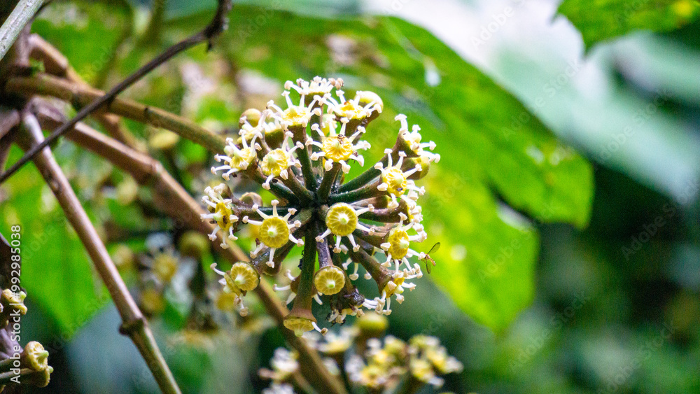 Trevesia sundaica flower. Trevesia is a genus of flowering plants in ...