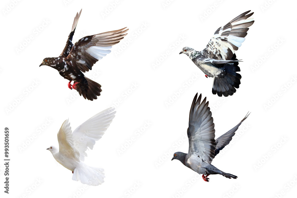 Collage of four Pigeon flying isolated on transparent background png ...