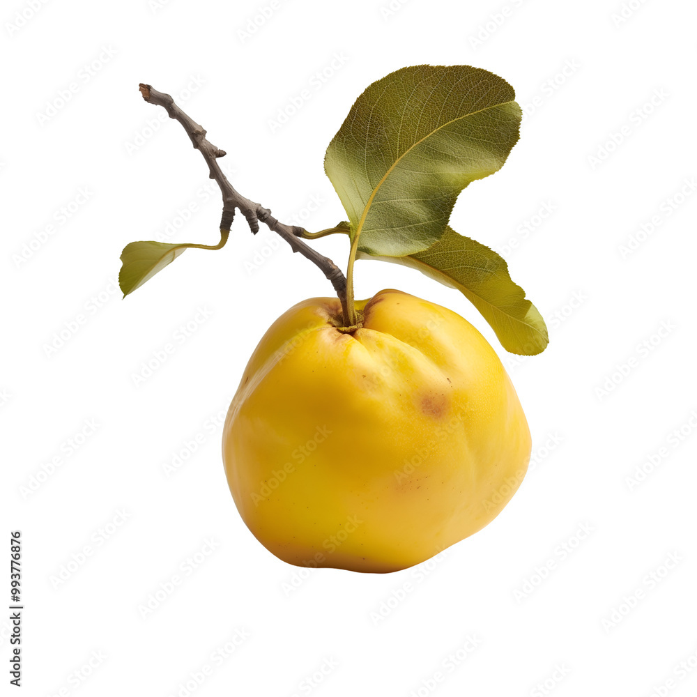 Quince, Fruit, Isolated on Transparent Background, Graphic Resource for ...