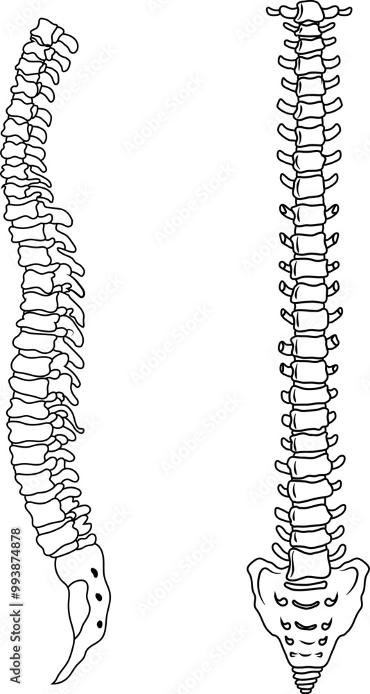 Vector de Stock columna vertebral dibujo vectorial sin color arte ...