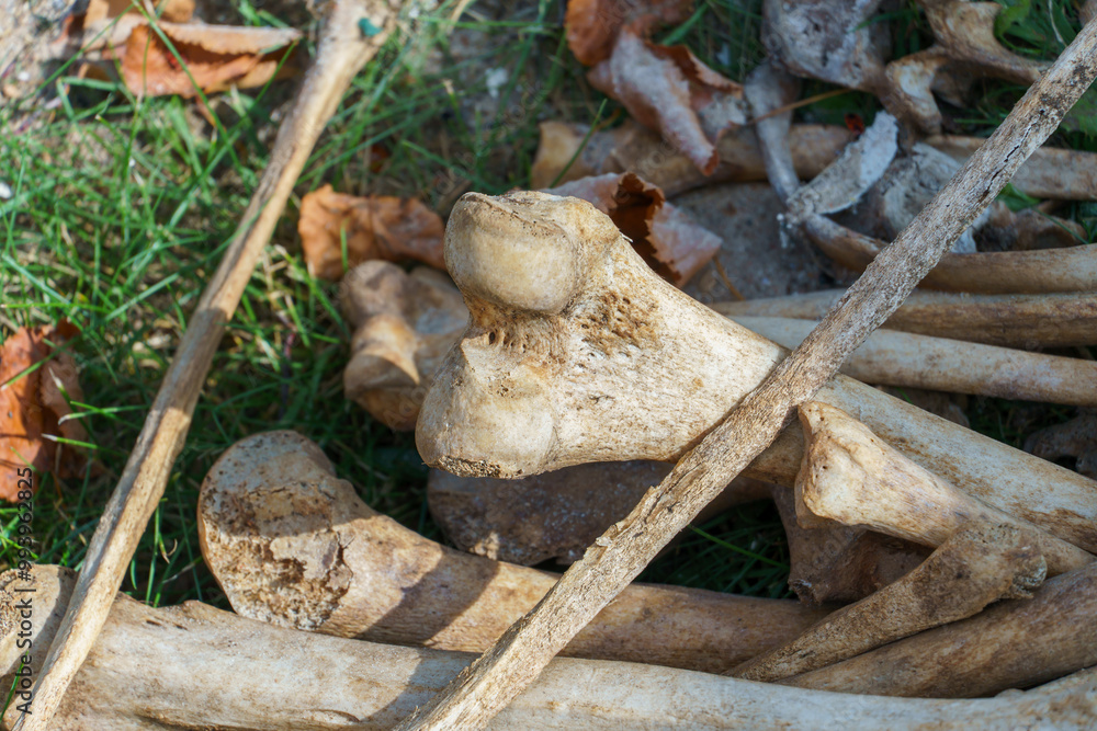 Human bones in the ground during excavations. Archaeological ...