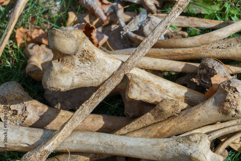 Human bones in the ground during excavations. Archaeological ...