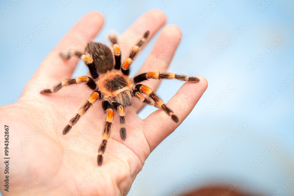 Tarantula spider on a man's hand close up. Tarantula spider as a pet ...