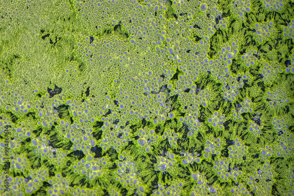 Bubbles on rotten water surface. bubbles, methane, carbon dioxide which ...