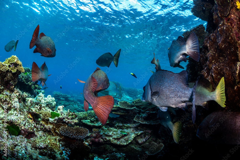Fish swim through a coral archway on Lady Elliot Island, showcasing the ...