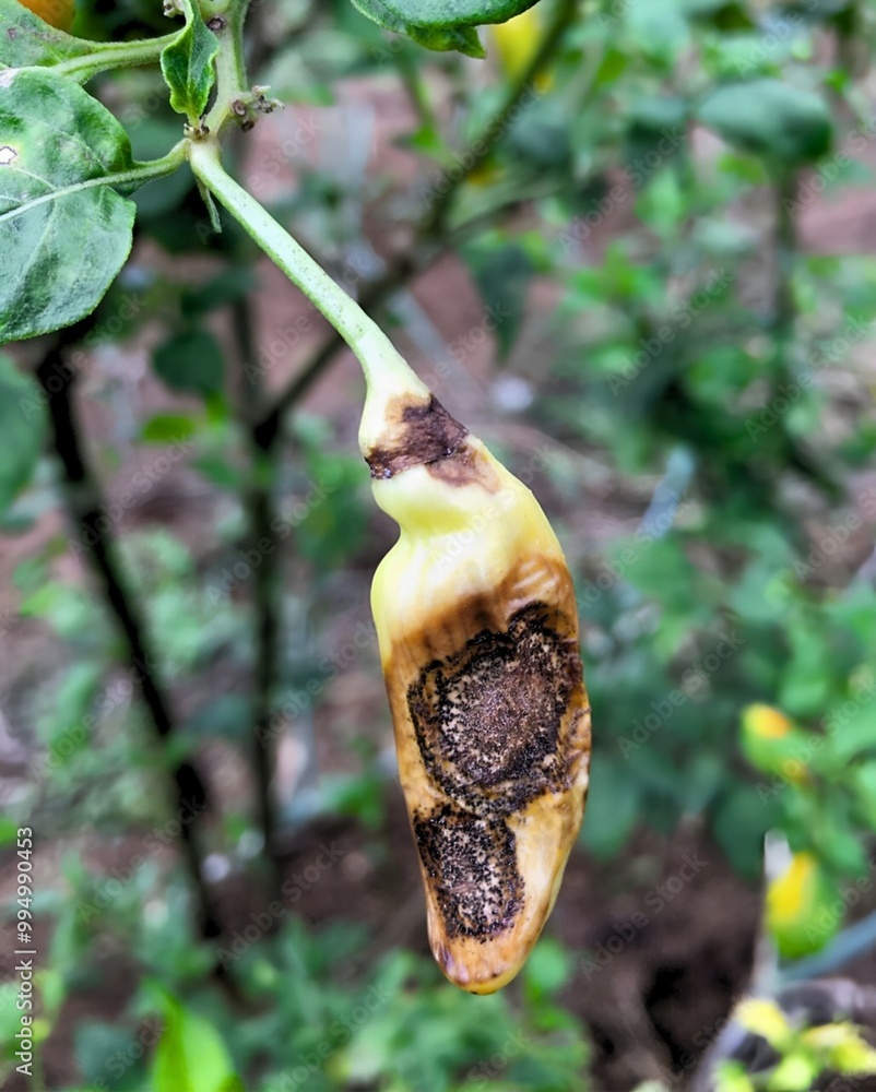 ภาพถ่าย Stock Symptoms of anthracnose disease in hot chilies that are ...