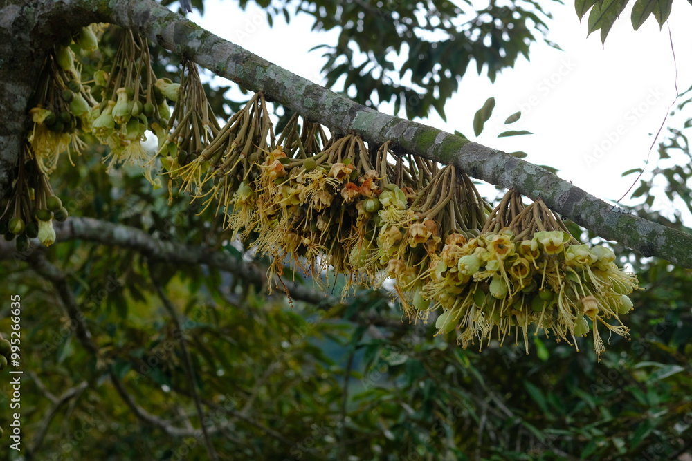 Durian flowers blooming on tree branches. Durian is the edible fruit of ...