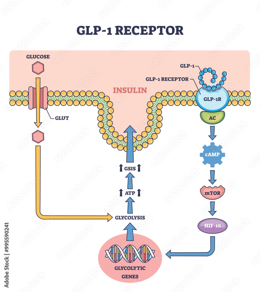 Diagram showing GLP-1 receptor pathway with glucose, insulin, and gene expression, outline ...