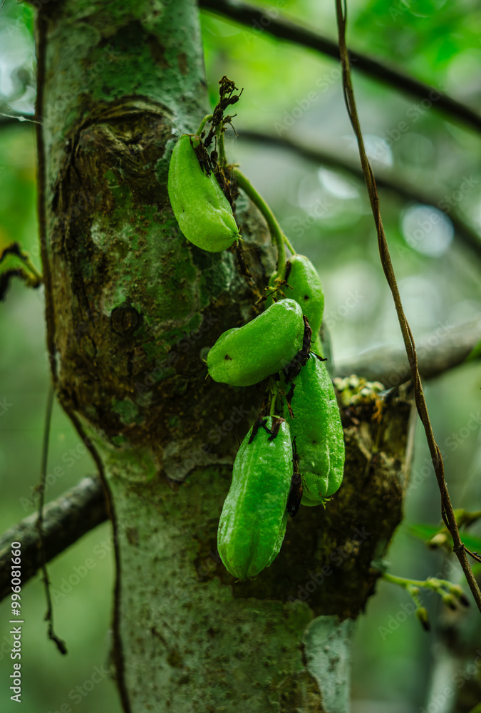 Stock-Foto „Averrhoa bilimbi (commonly known as bilimbi, cucumber tree ...