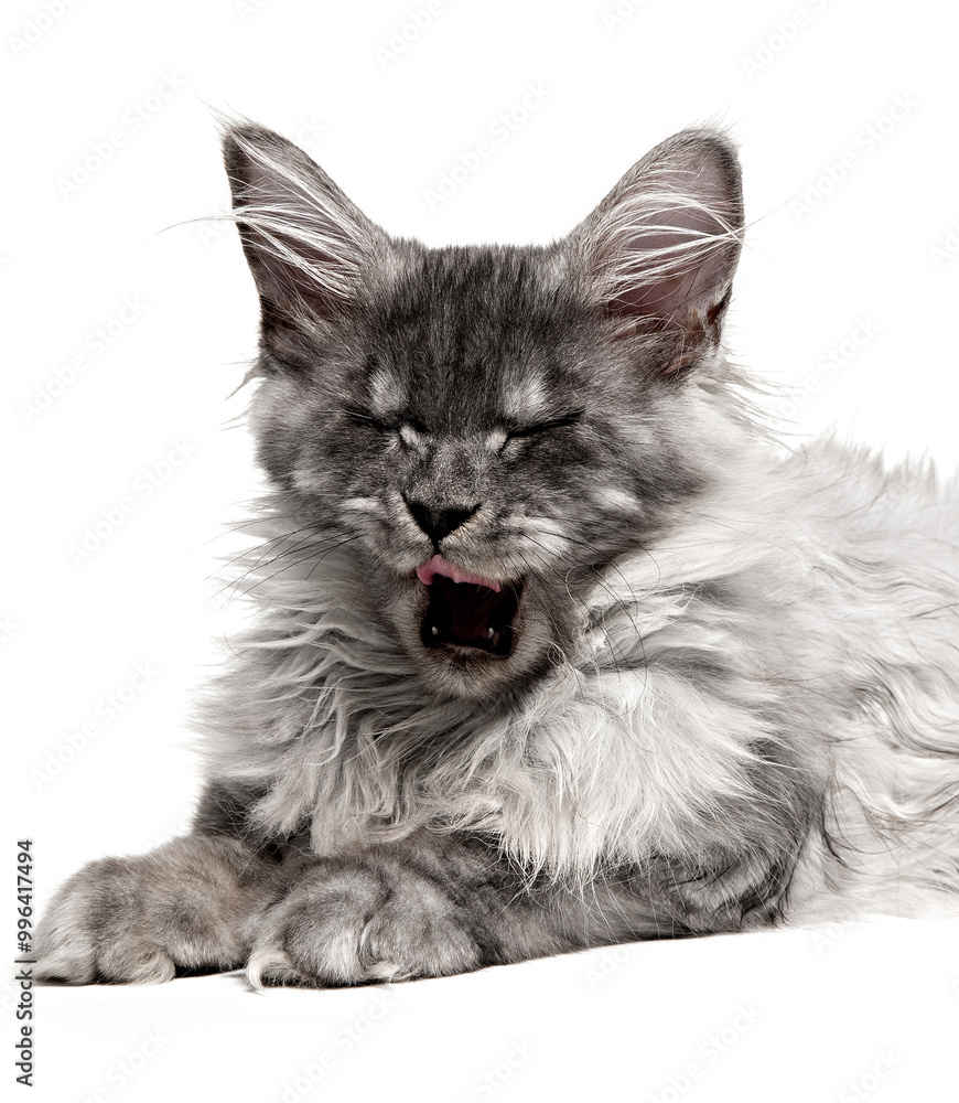 Cat yawns with wide mouth open isolated on white background. Maine Coon kitten lying yawning and ...