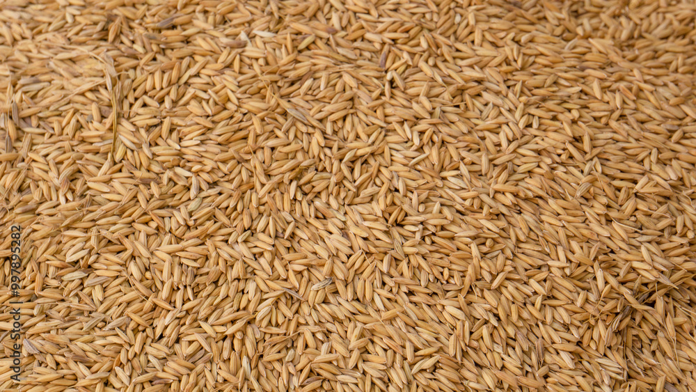 Advanced texture design of paddy. Rice is the seed of the grass species ...