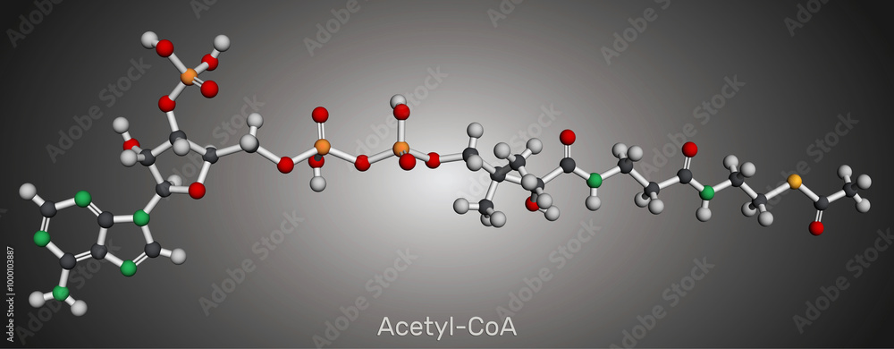 Acetyl-CoA, acetyl coenzyme A molecule. Key coenzyme in fatty acid ...