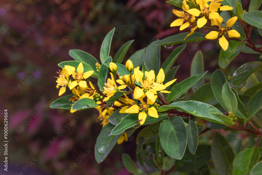 Cute little yellow flowers of Galphimia glauca, bloom in the middle of bright green leaves, also ...