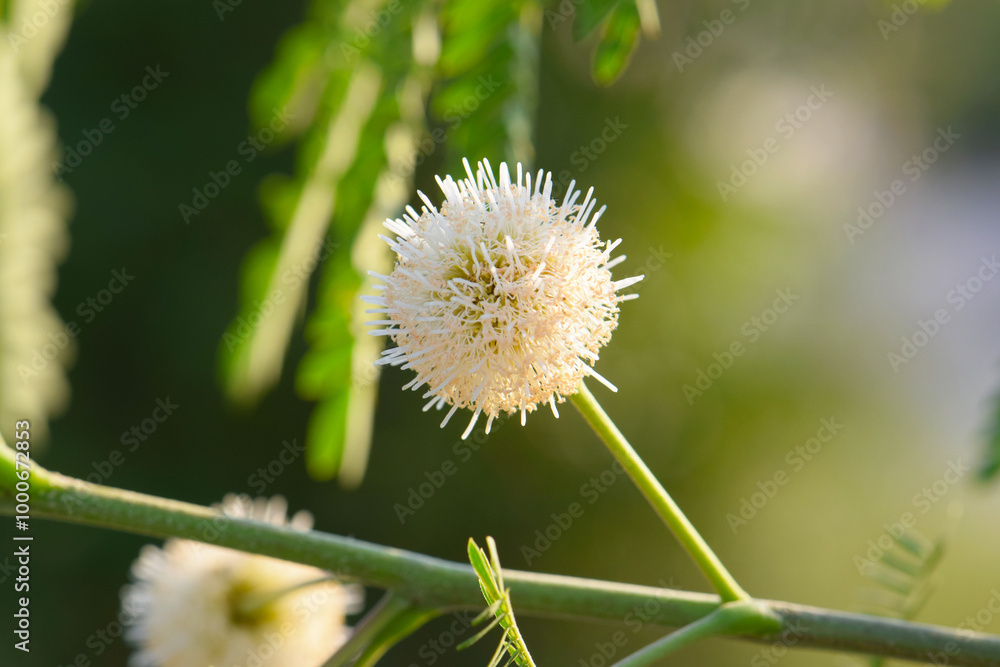 White Popinac Flower (Leucaena leucocephala) – Also Known as River ...