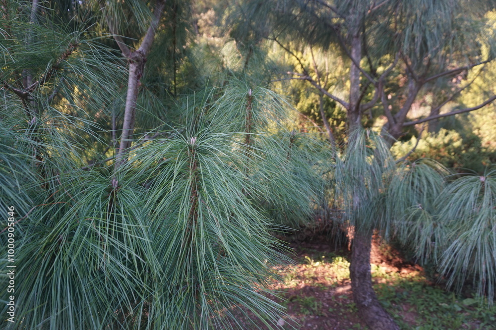 Himalayan Pine (Pinus wallichiana) tree in close up. the texture of ...
