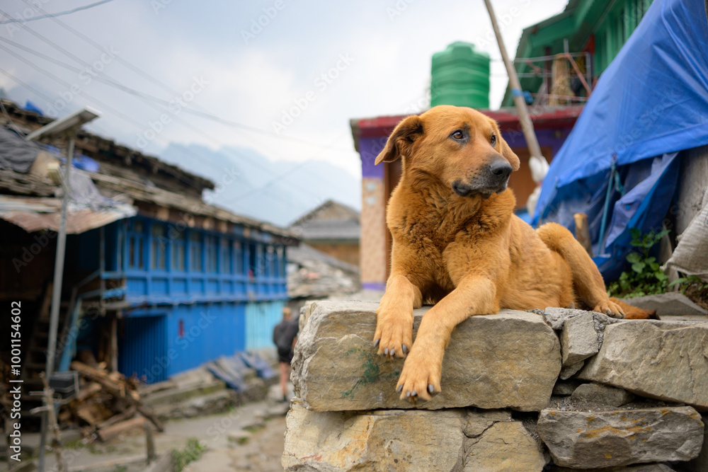 Dog Grahan Village - Parvati Valley India Stock Photo | Adobe Stock