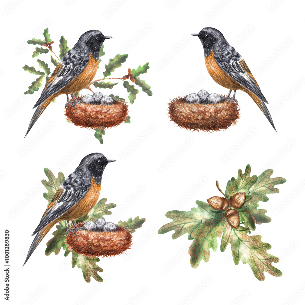 Oak leaves, branches and acorns, redstart bird with a nest. Set of ...