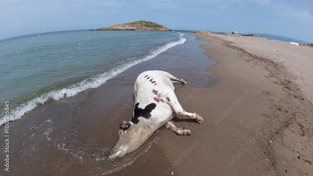 dead, cow, animal, dead animal, algeria, death, mammal, corpse ...
