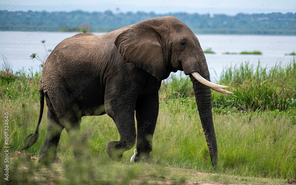 African Elephant in bushland at Murchison falls National park in Uganda ...