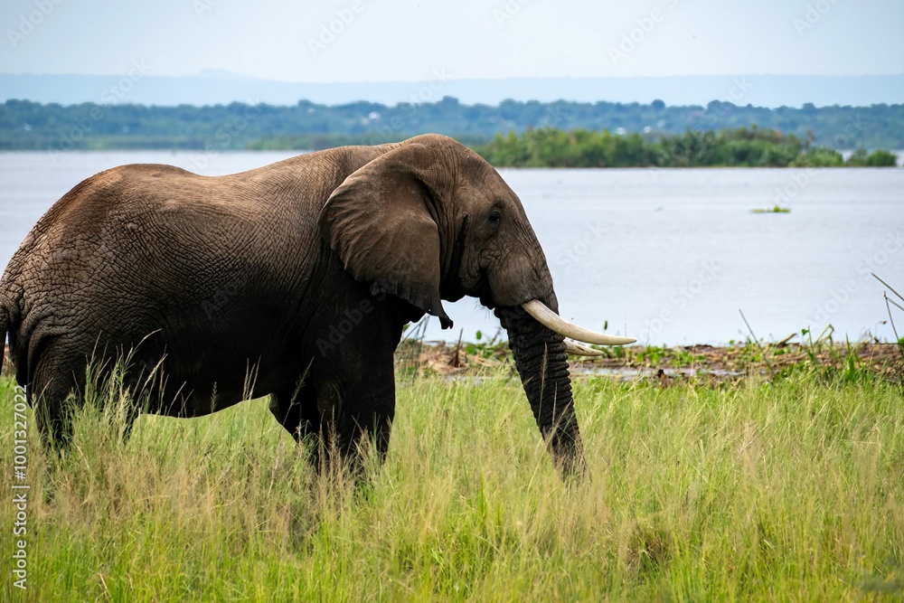 African Elephant in bushland at Murchison falls National park in Uganda ...