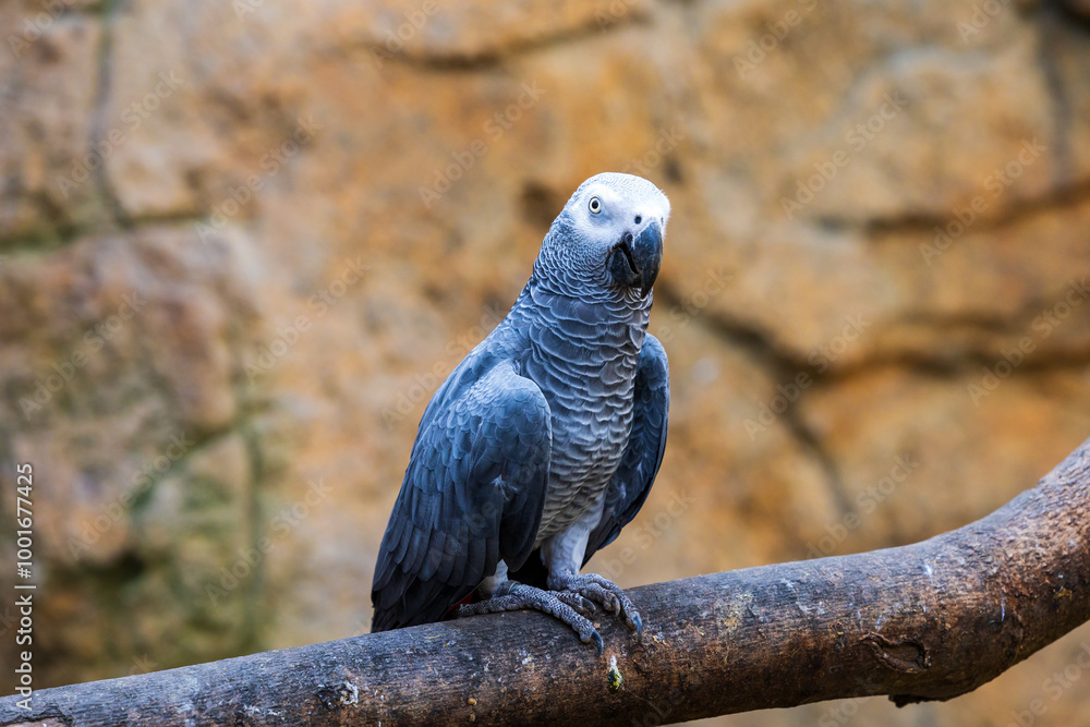Gris du Gabon (Perroquet Jaco ou encore Psittacus erithacus), oiseau ...