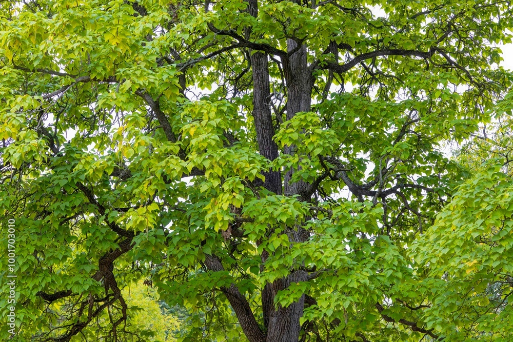 The northern catalpa (Catalpa speciosa), commonly known as the hardy ...