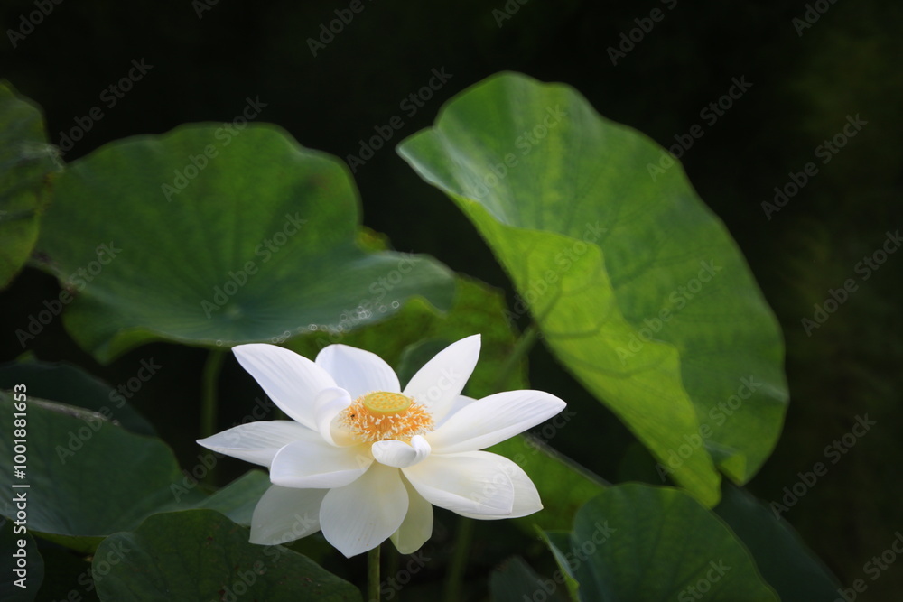 Nelumbo Nucifera, also known as sacred lotus, Indian lotus or simply ...