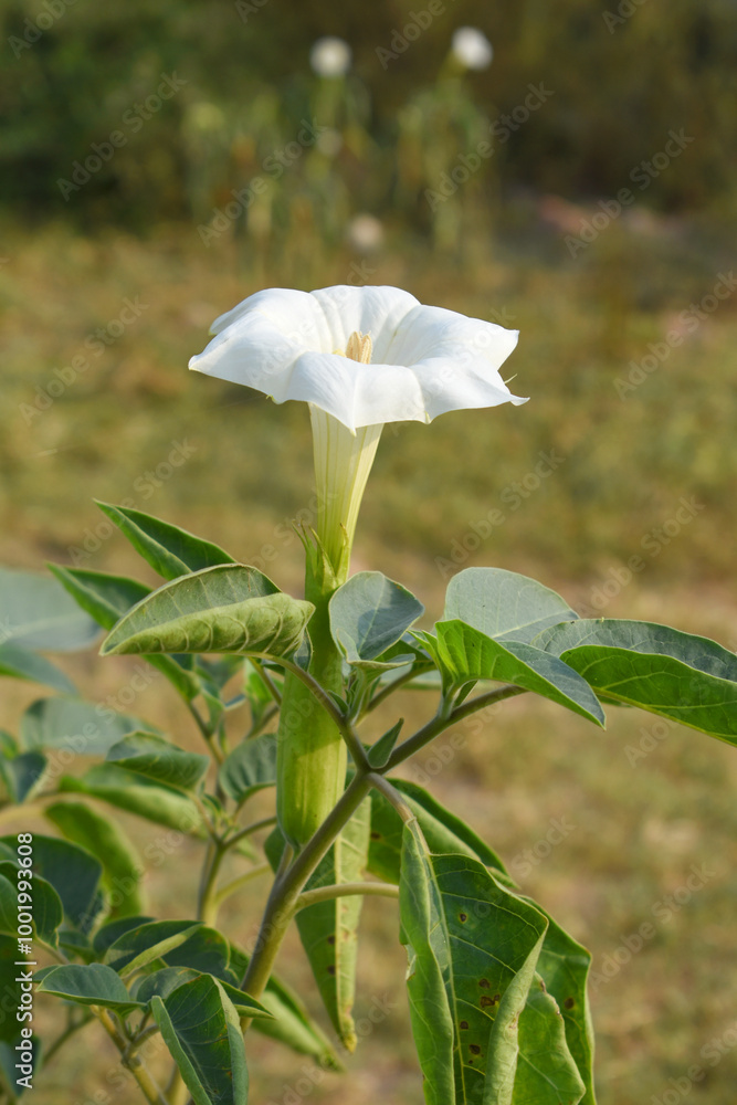 Datura or jimson weed flower closeup, Datura flower, also known as ...