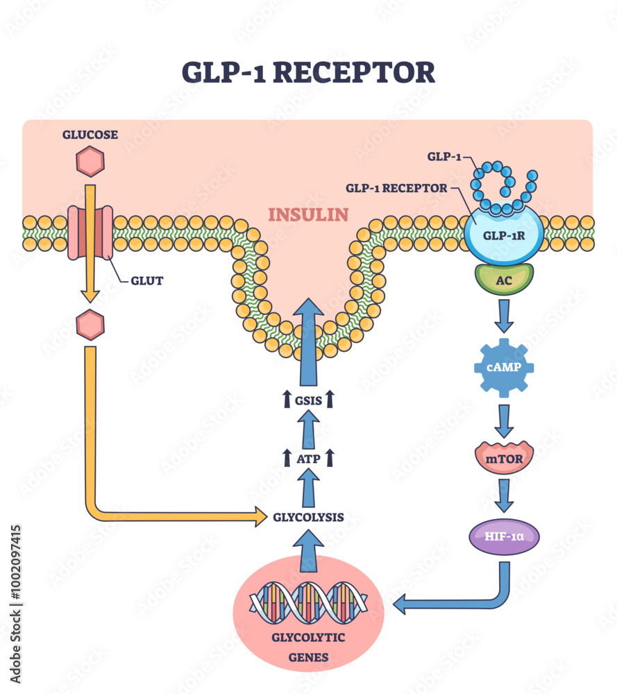 Diagram showing GLP-1 receptor pathway with glucose, insulin, and gene expression, outline ...