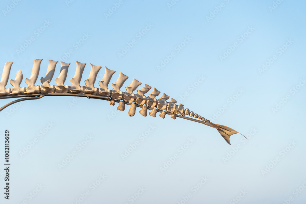 Tail of whale skeleton from Atlantic ocean in El Cotillo, Fuerteventura ...