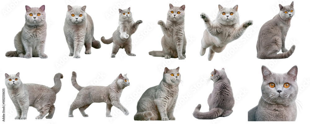 Beautiful lilac british shorthair cats, shown from front, back, and ...