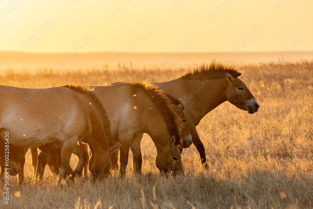 Przewalski's horses (Mongolian wild horses) grazing in autumn steppe. A ...